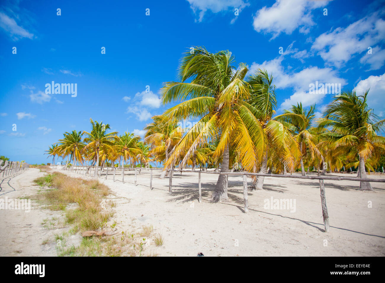 Palm grove on white sandy tropical beach at exotic country Stock Photo ...