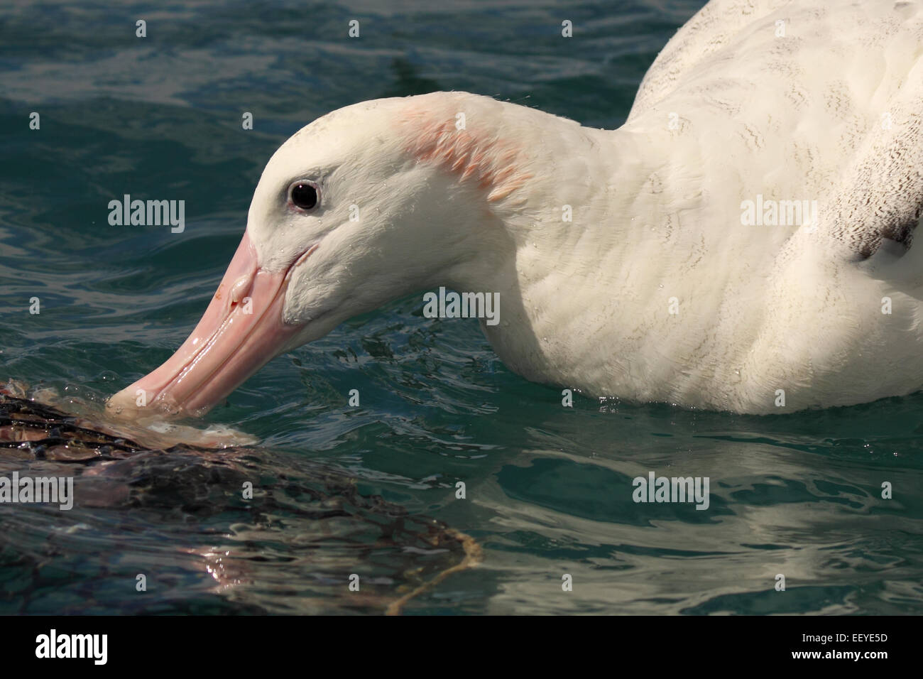 A Wandering Albatross feeding on chum Stock Photo - Alamy