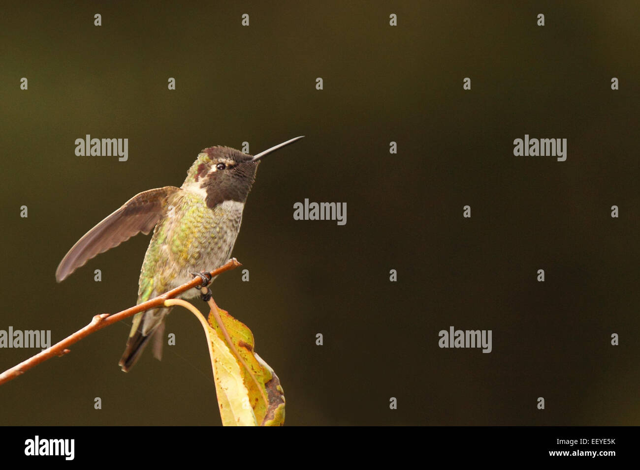 Flipping bird hi-res stock photography and images - Alamy