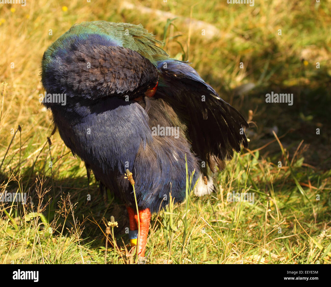 Preening under wing hi-res stock photography and images - Alamy