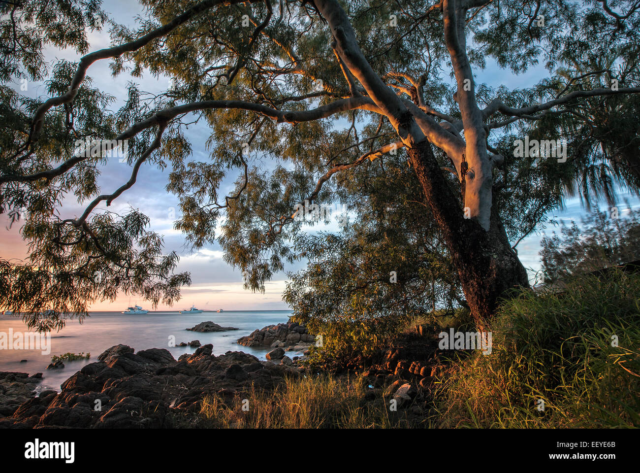 Sunset and gum tree hi-res stock photography and images - Alamy