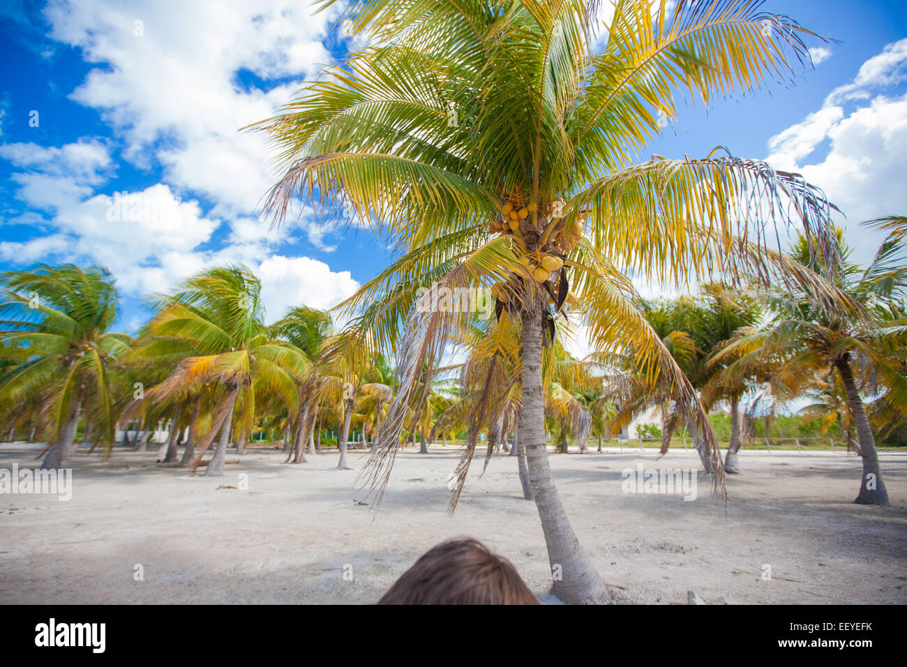 Palm grove on white sandy tropical beach at exotic country Stock Photo ...