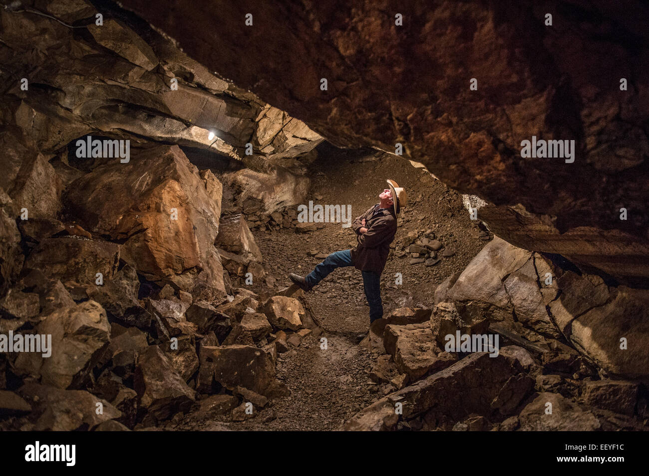 Musk ox wolf hi-res stock photography and images - Alamy