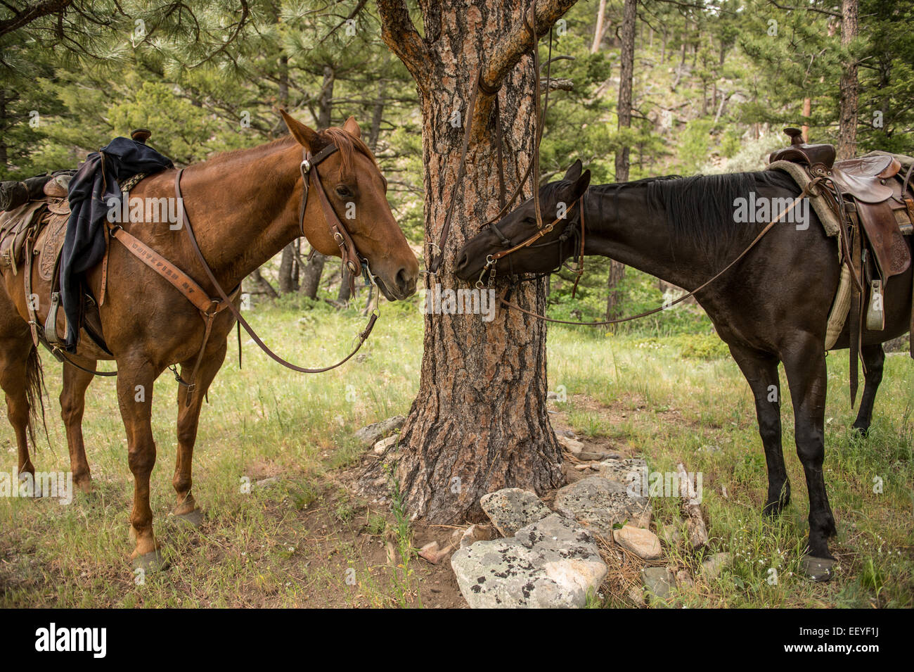 Saddle back cows in hi-res stock photography and images - Alamy