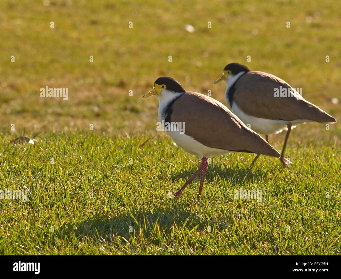 Australia: Masked Lapwing (Vanellus miles Stock Photo - Alamy