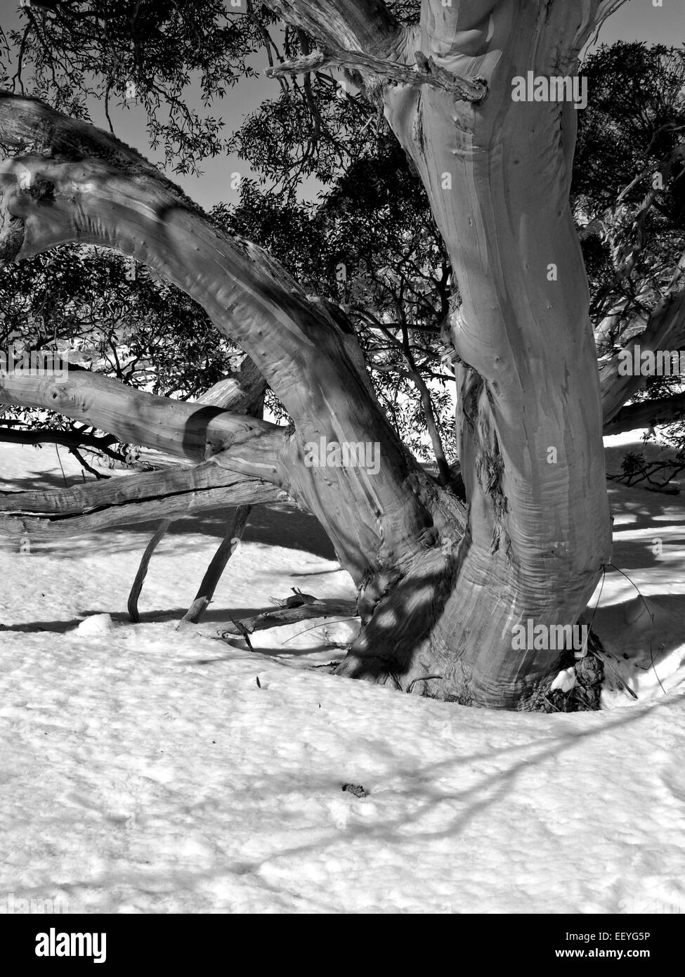 Australia: Snow gum, Perisher Valley, Snowy Mountains, NSW Stock Photo ...