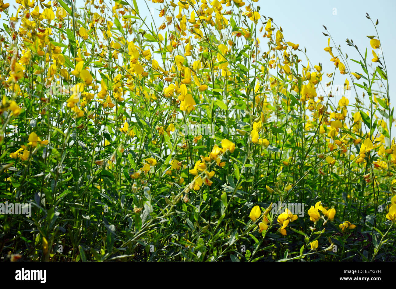 Crotalaria flowers hi-res stock photography and images - Alamy