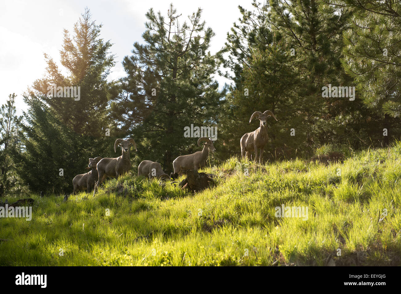 Forest animals hi-res stock photography and images - Alamy