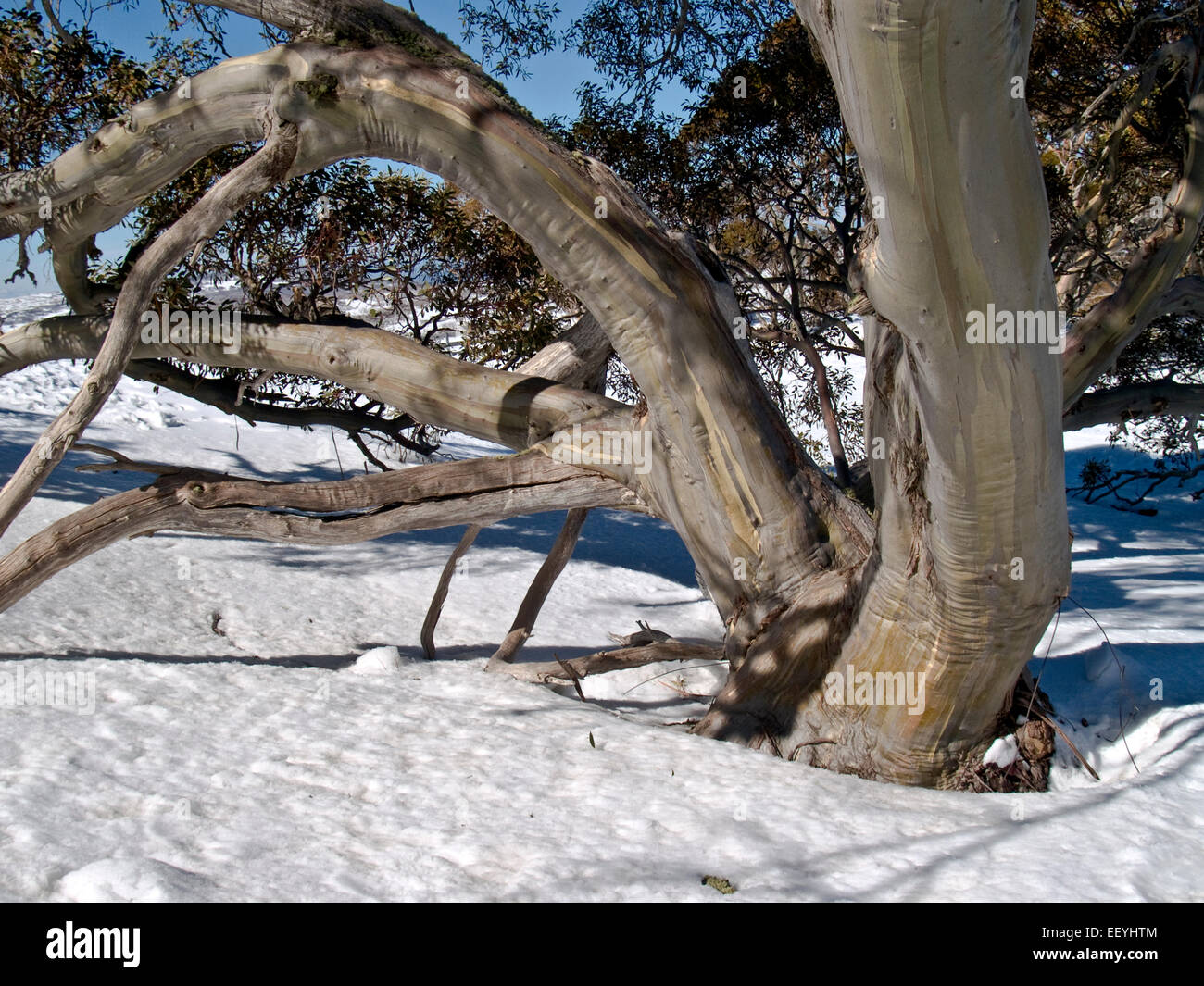 Snow gum hi-res stock photography and images - Alamy