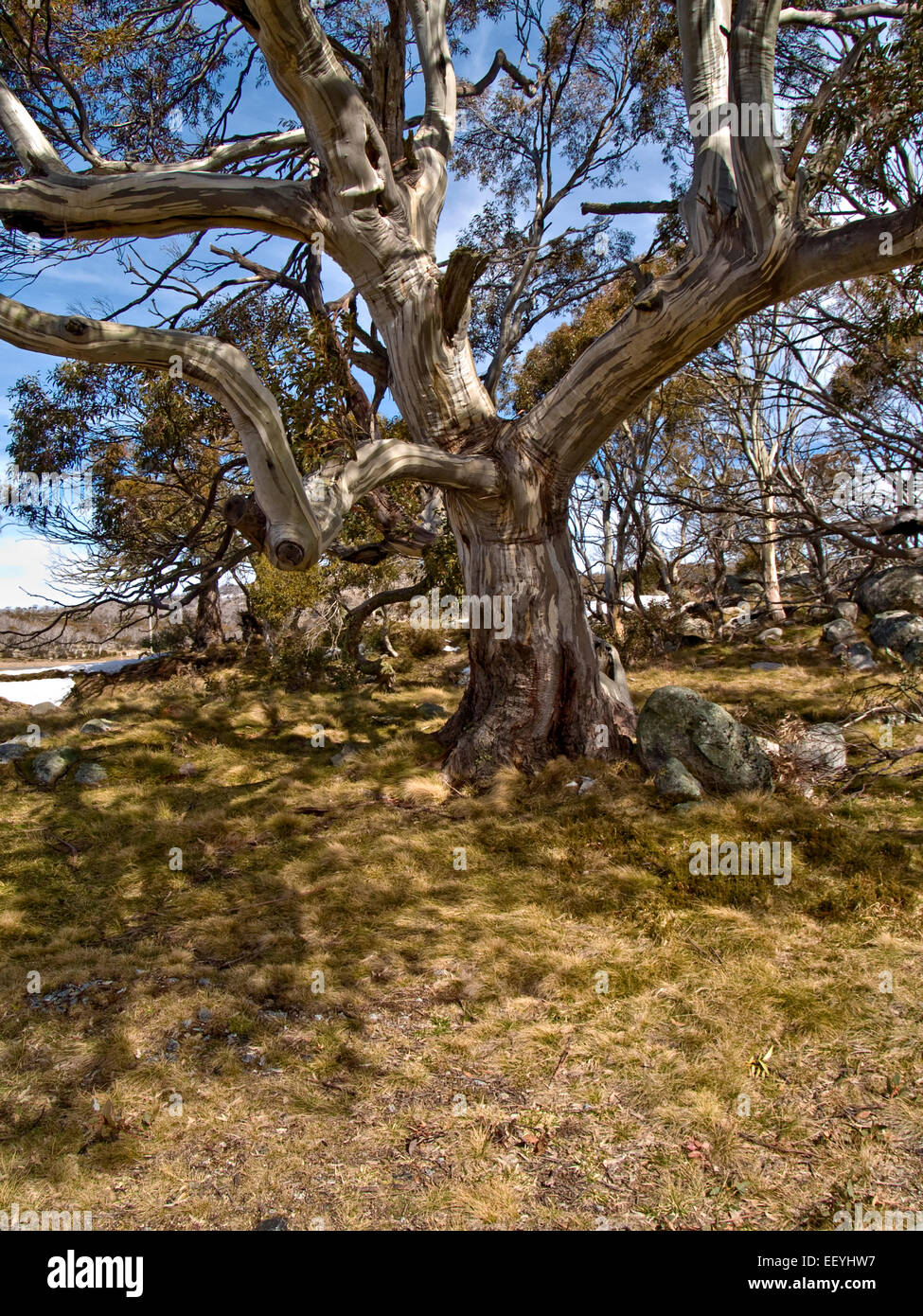 Snow gum hi-res stock photography and images - Alamy