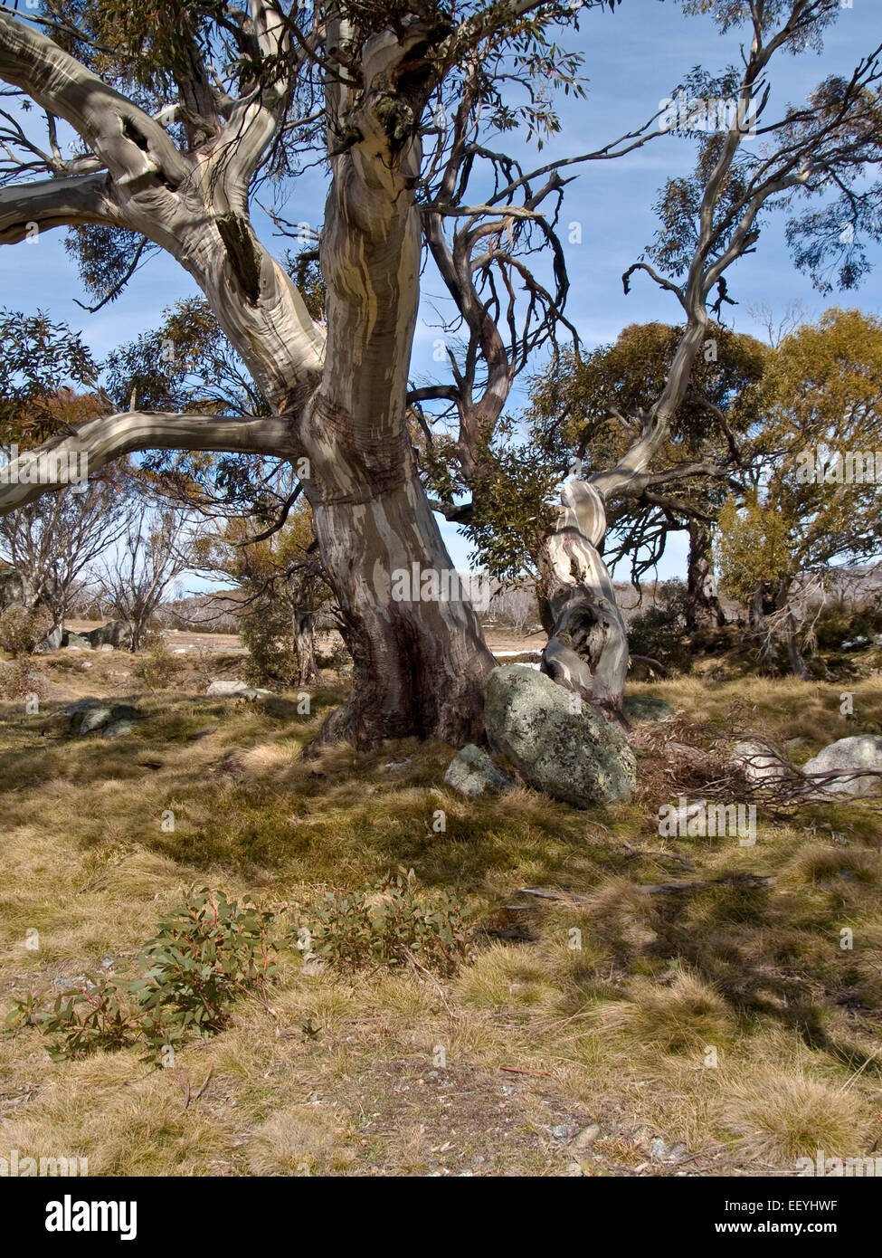 Snow gum hi-res stock photography and images - Alamy