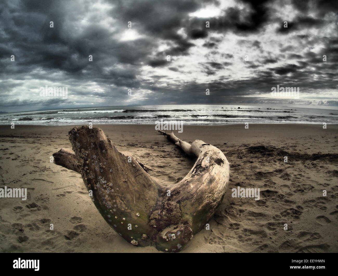 Part of a dead tree has landed on a beach after a winter storm Stock ...