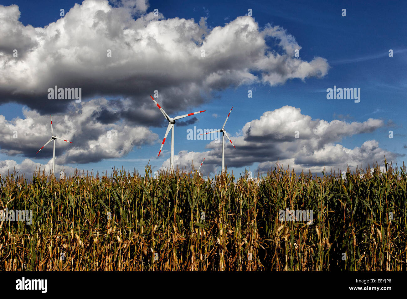 Wind turbine and corn field Stock Photo - Alamy
