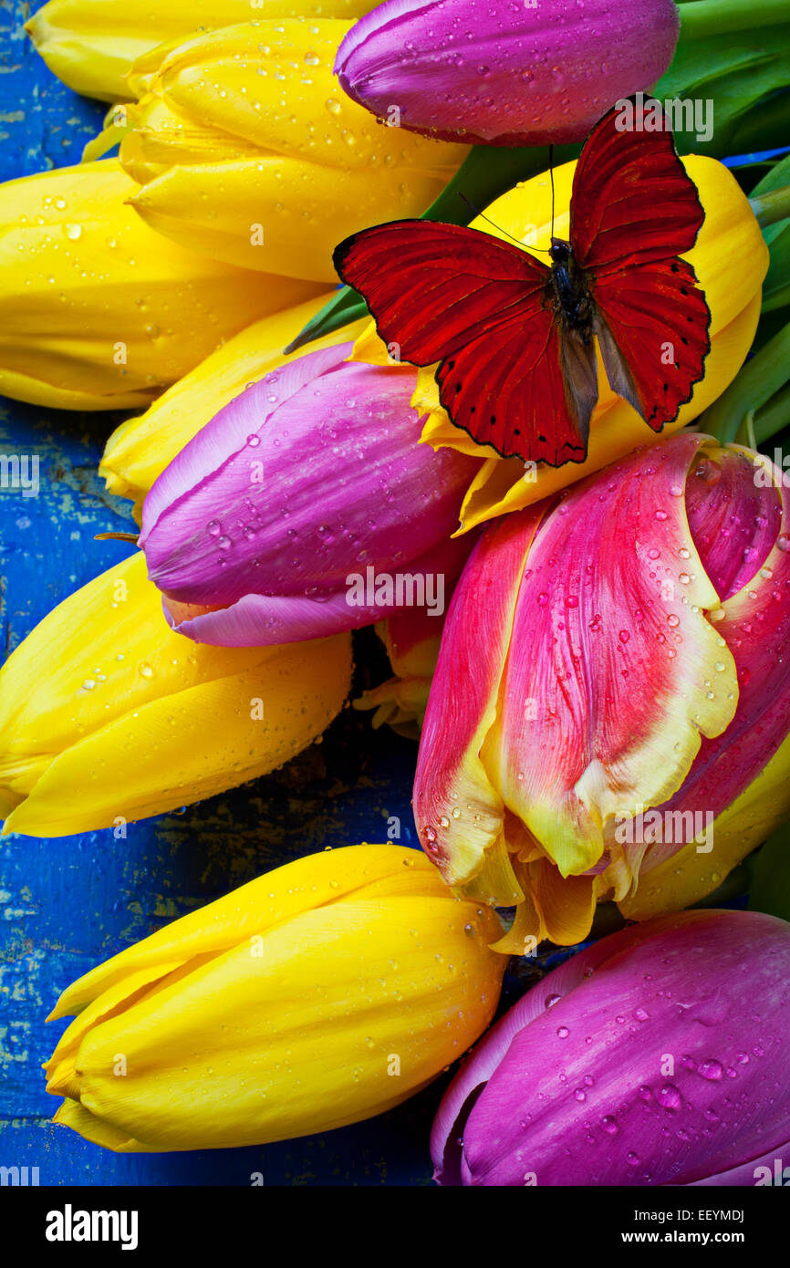 Springtime tulips and red butterfly Stock Photo - Alamy