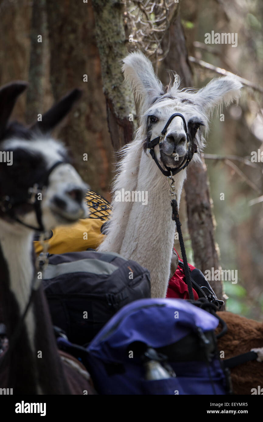 Welcome to the weird and wonderful world of llamas. Llama-trekking is ...