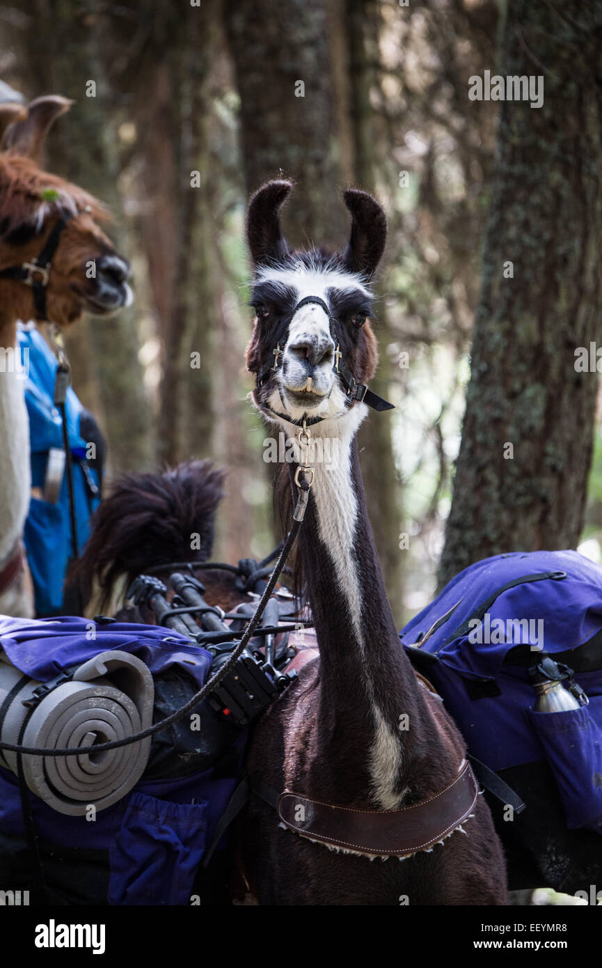 Welcome to the weird and wonderful world of llamas. Llama-trekking is ...