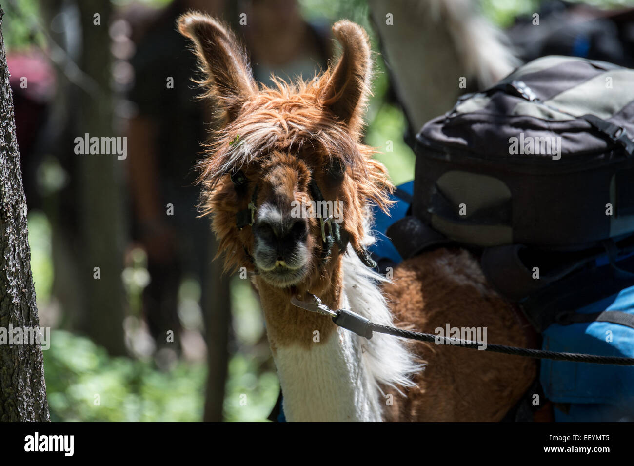 Welcome to the weird and wonderful world of llamas. Llama-trekking is ...