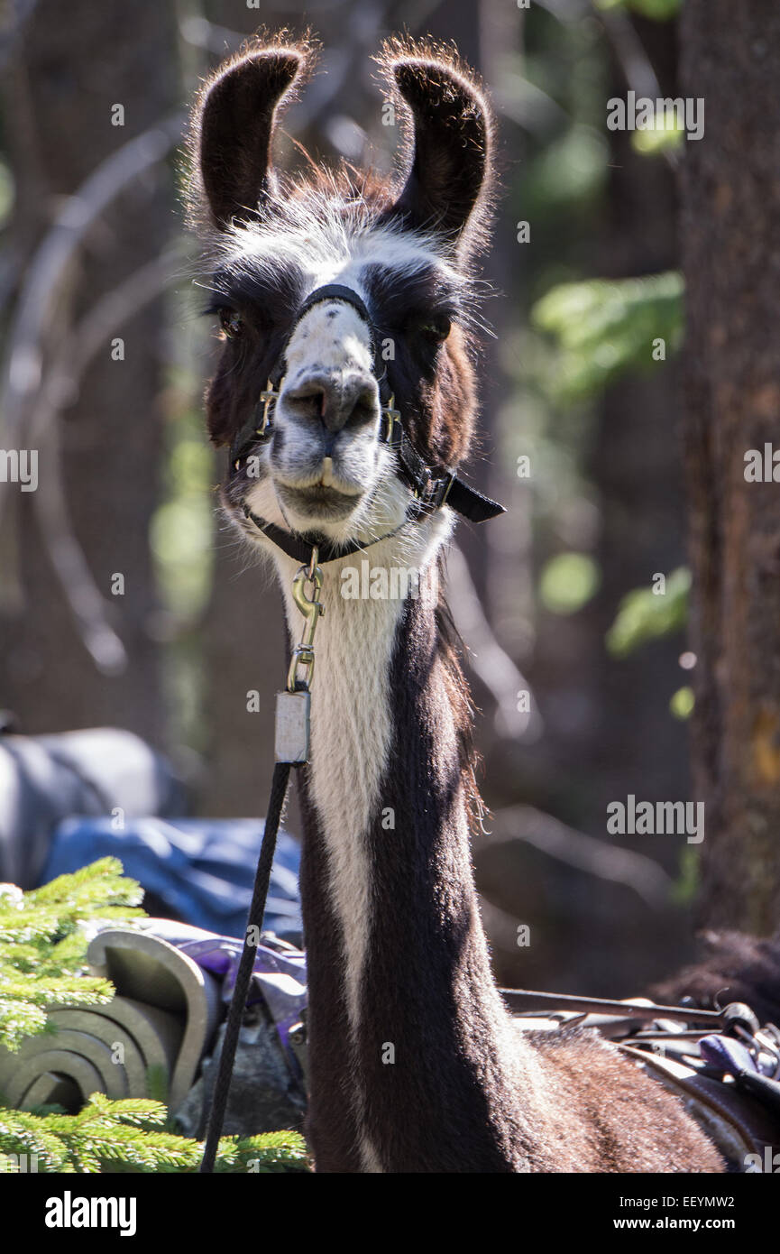 Welcome to the weird and wonderful world of llamas. Llama-trekking is ...