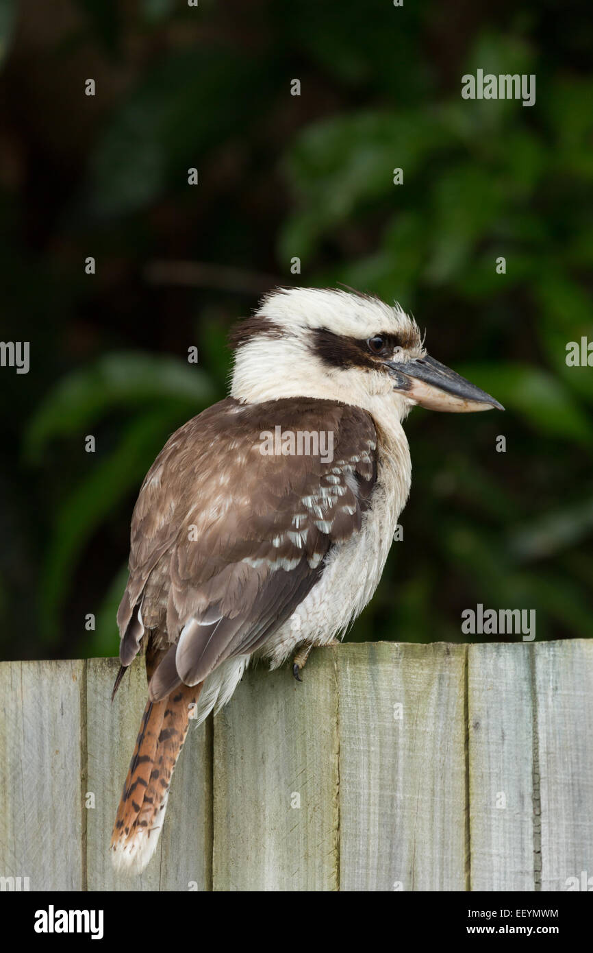 A photograph of a Laughing Kookaburra on a fence on the east coast of ...