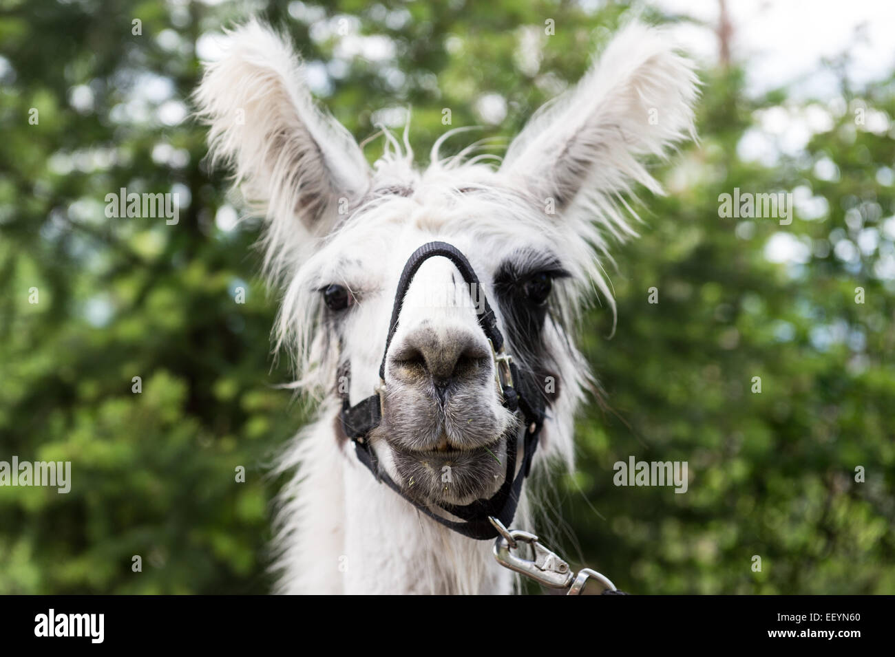 Welcome to the weird and wonderful world of llamas. Llama-trekking is ...
