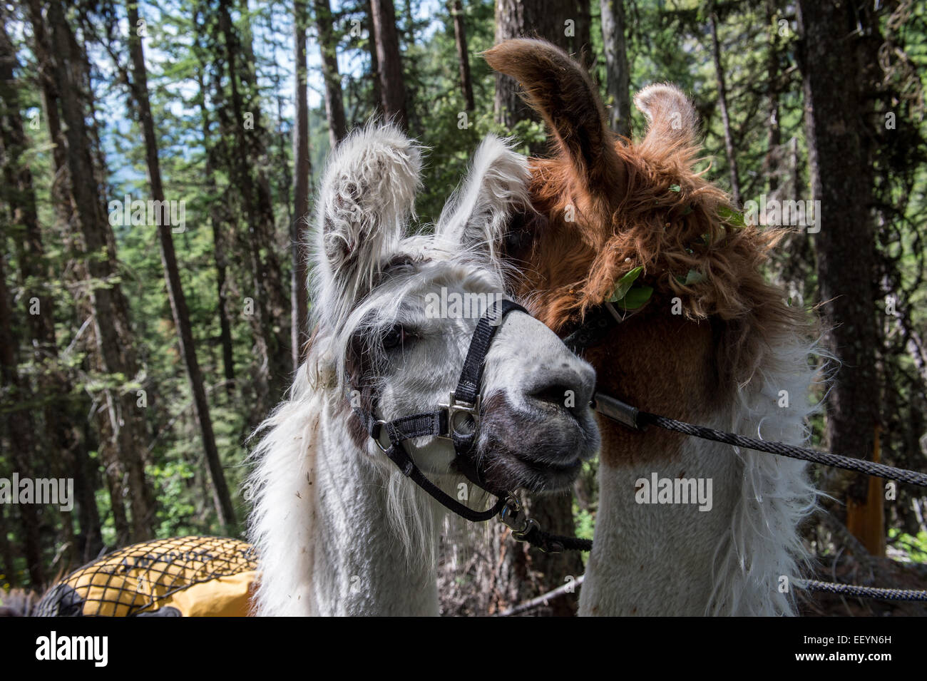Welcome to the weird and wonderful world of llamas. Llama-trekking is ...
