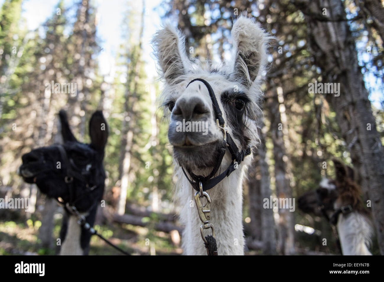 Welcome to the weird and wonderful world of llamas. Llama-trekking is ...