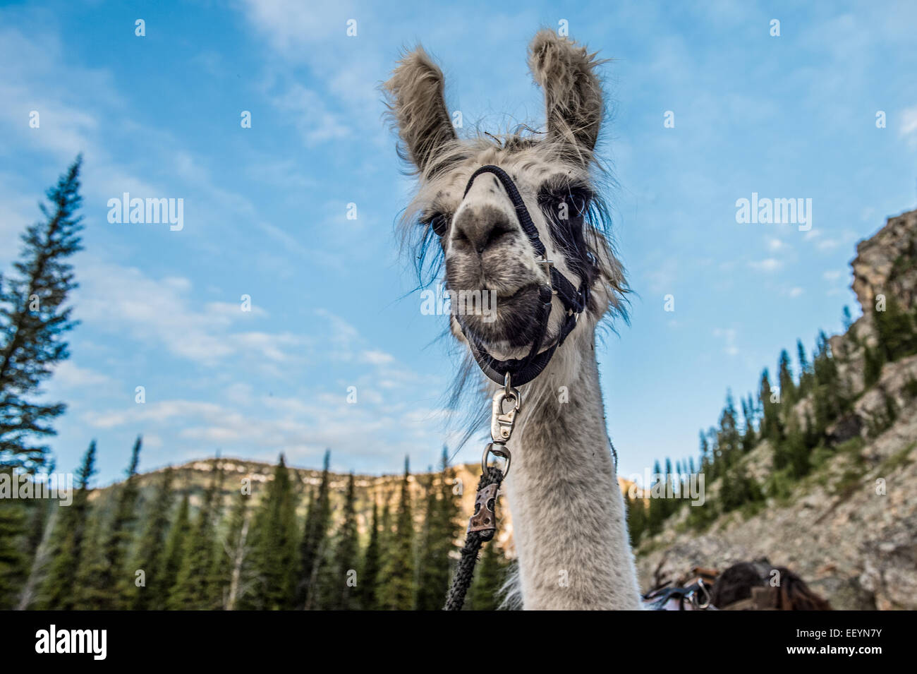 Welcome to the weird and wonderful world of llamas. Llama-trekking is ...