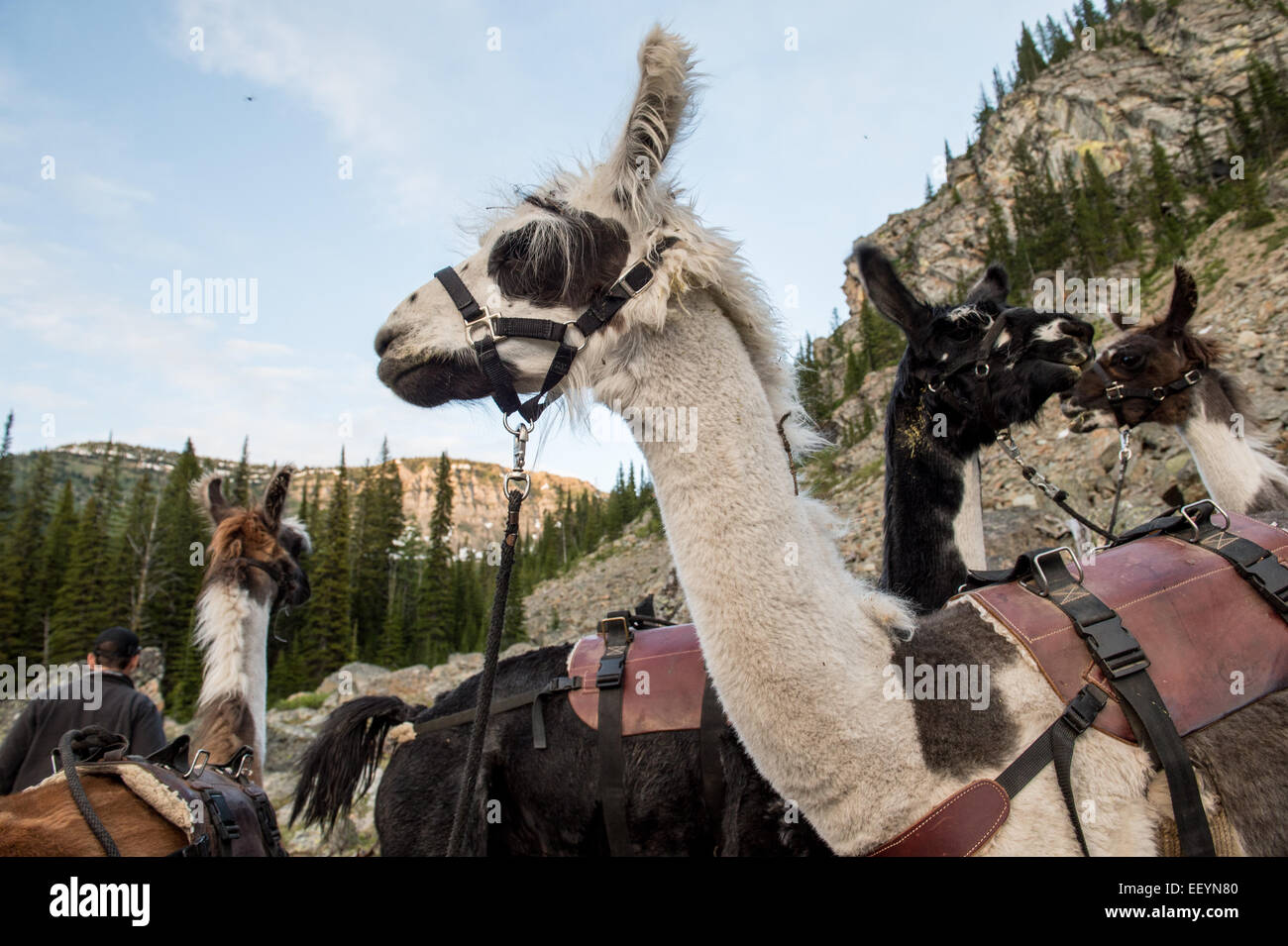 Welcome to the weird and wonderful world of llamas. Llama-trekking is ...