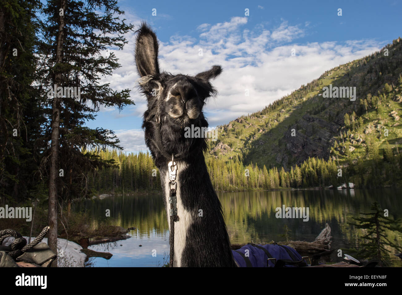 Welcome to the weird and wonderful world of llamas. Llama-trekking is ...