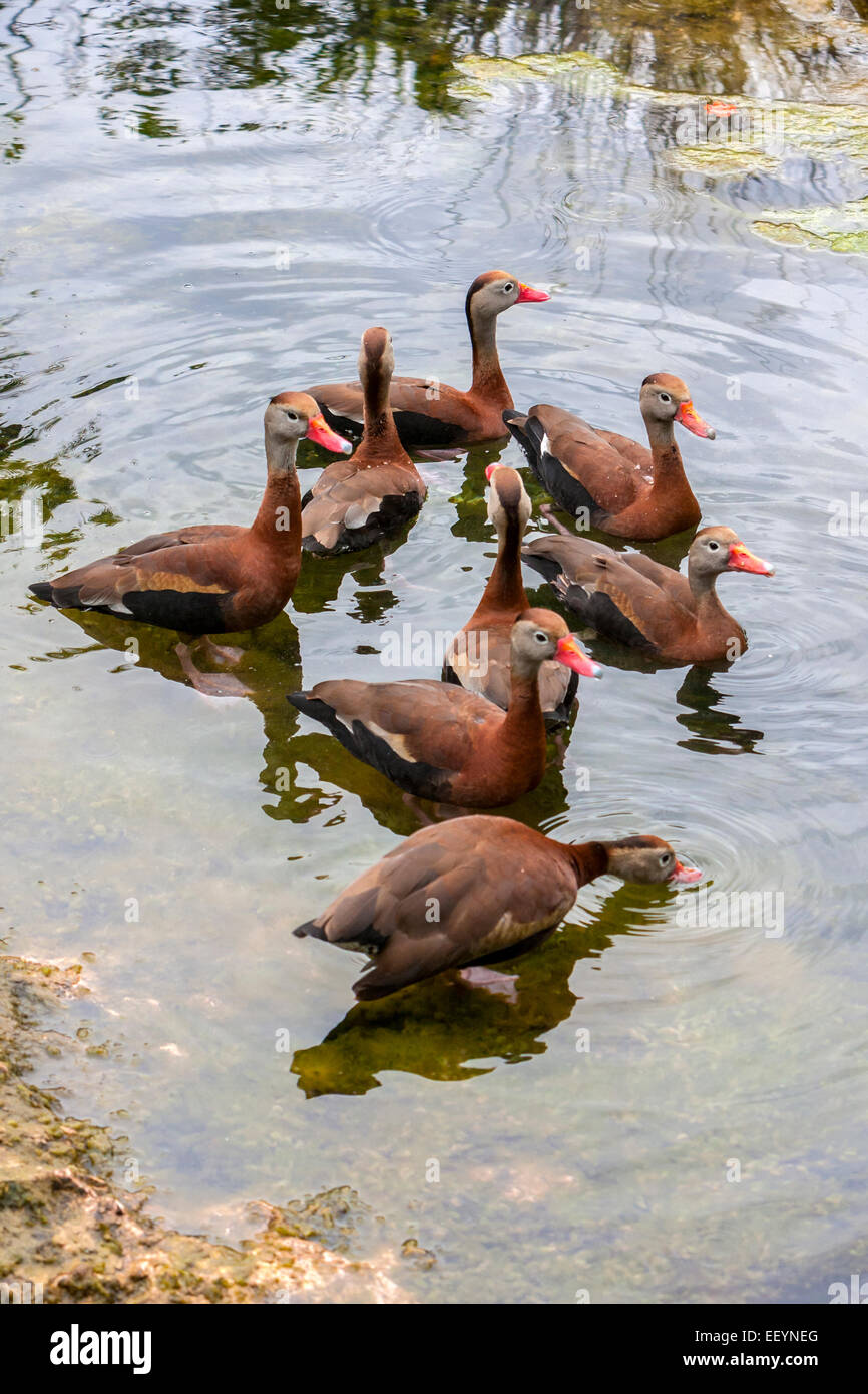 Mexican duck hi-res stock photography and images - Alamy