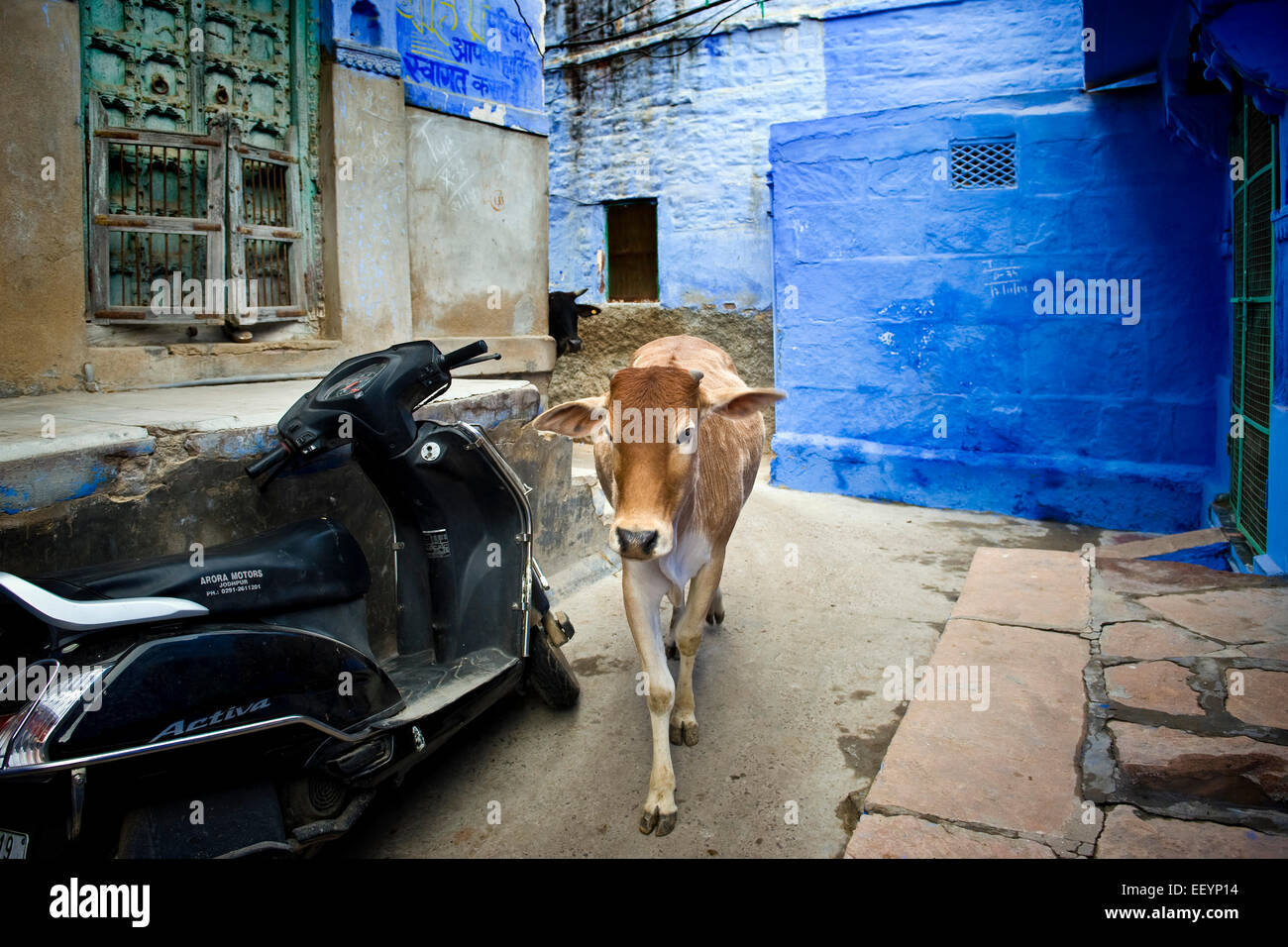 India, Rajasthan, Jodhpur, old town, cow Stock Photo - Alamy