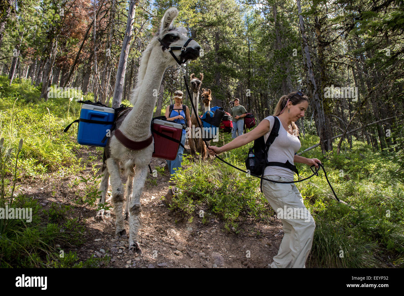 Welcome to the weird and wonderful world of llamas. Llama-trekking is ...