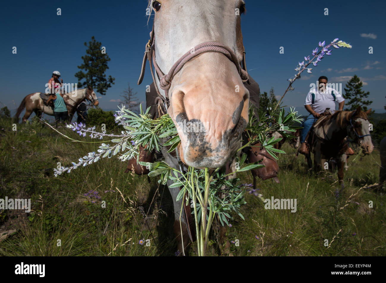 Flathead lake montana salish hi-res stock photography and images - Alamy