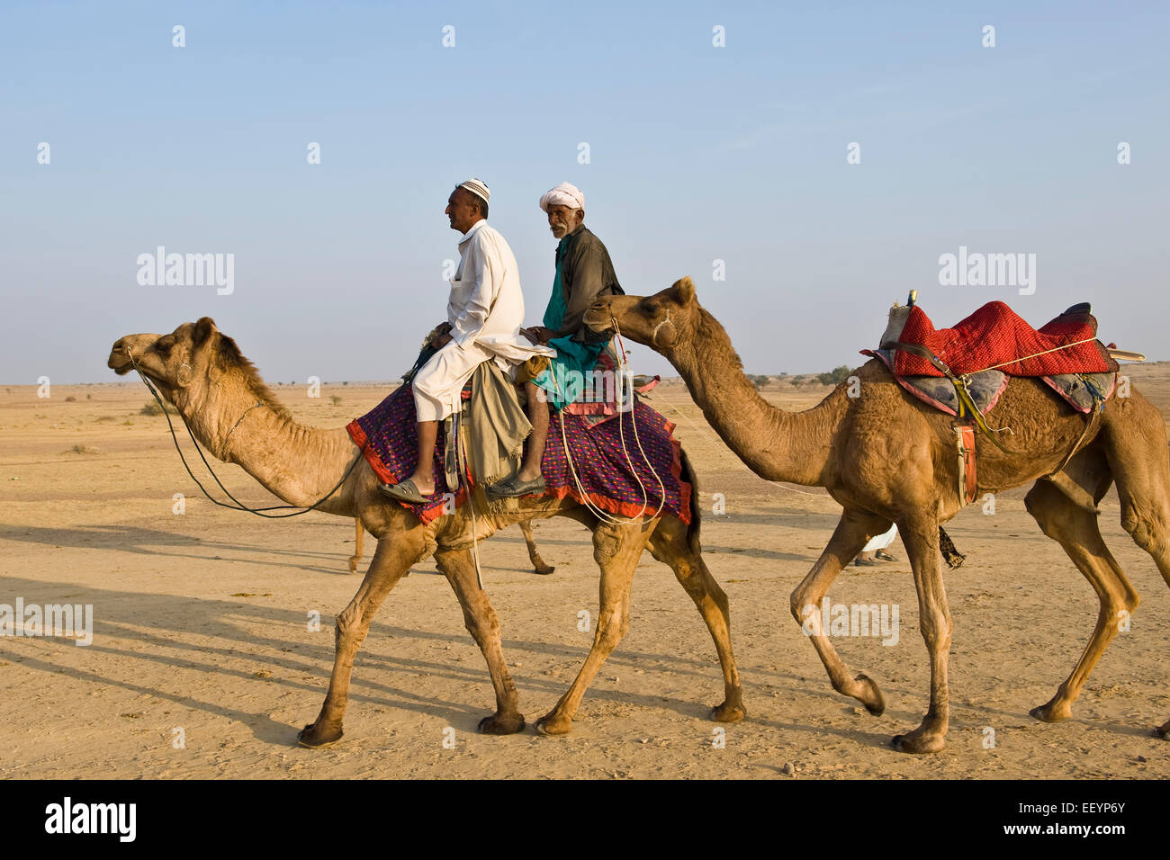 India, Rajasthan, Jaisalmer, Camel Ride Stock Photo - Alamy