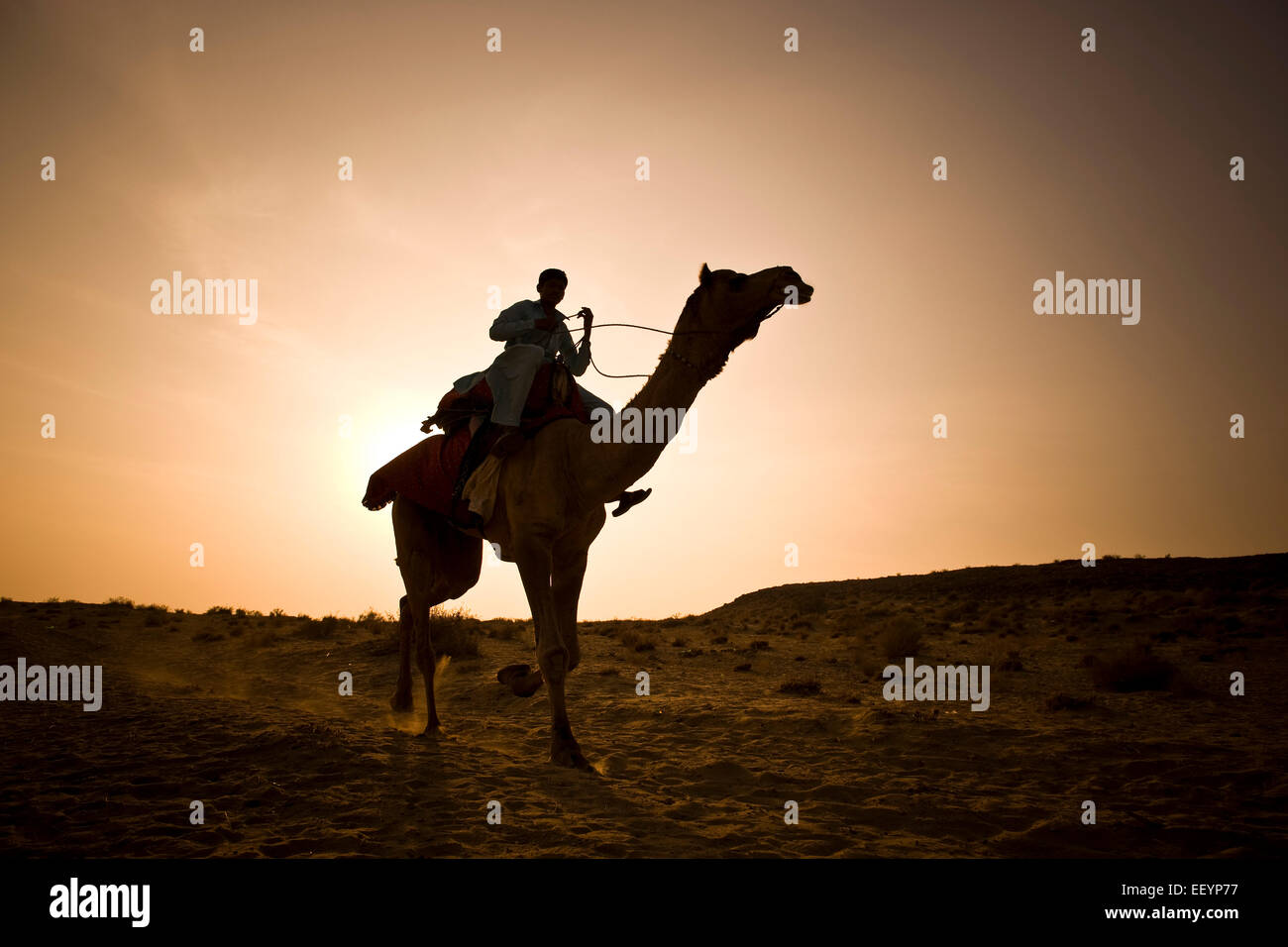 India, Rajasthan, Jaisalmer, Camel Ride Stock Photo - Alamy