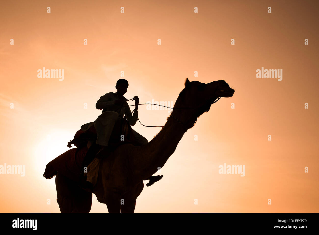 India, Rajasthan, Jaisalmer, Camel Ride Stock Photo - Alamy