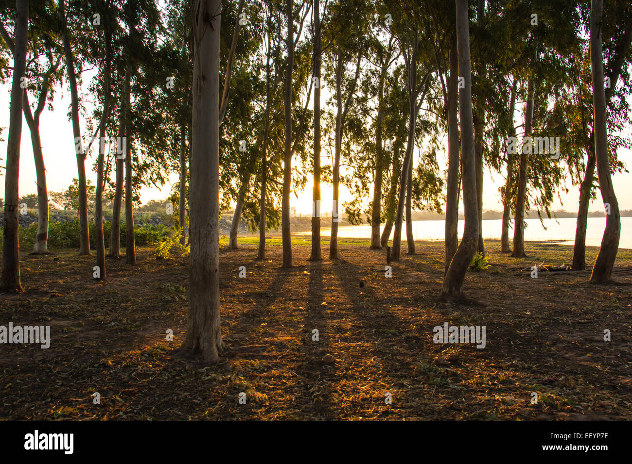The Shadows, trees, sun, reflections, dawn Stock Photo - Alamy