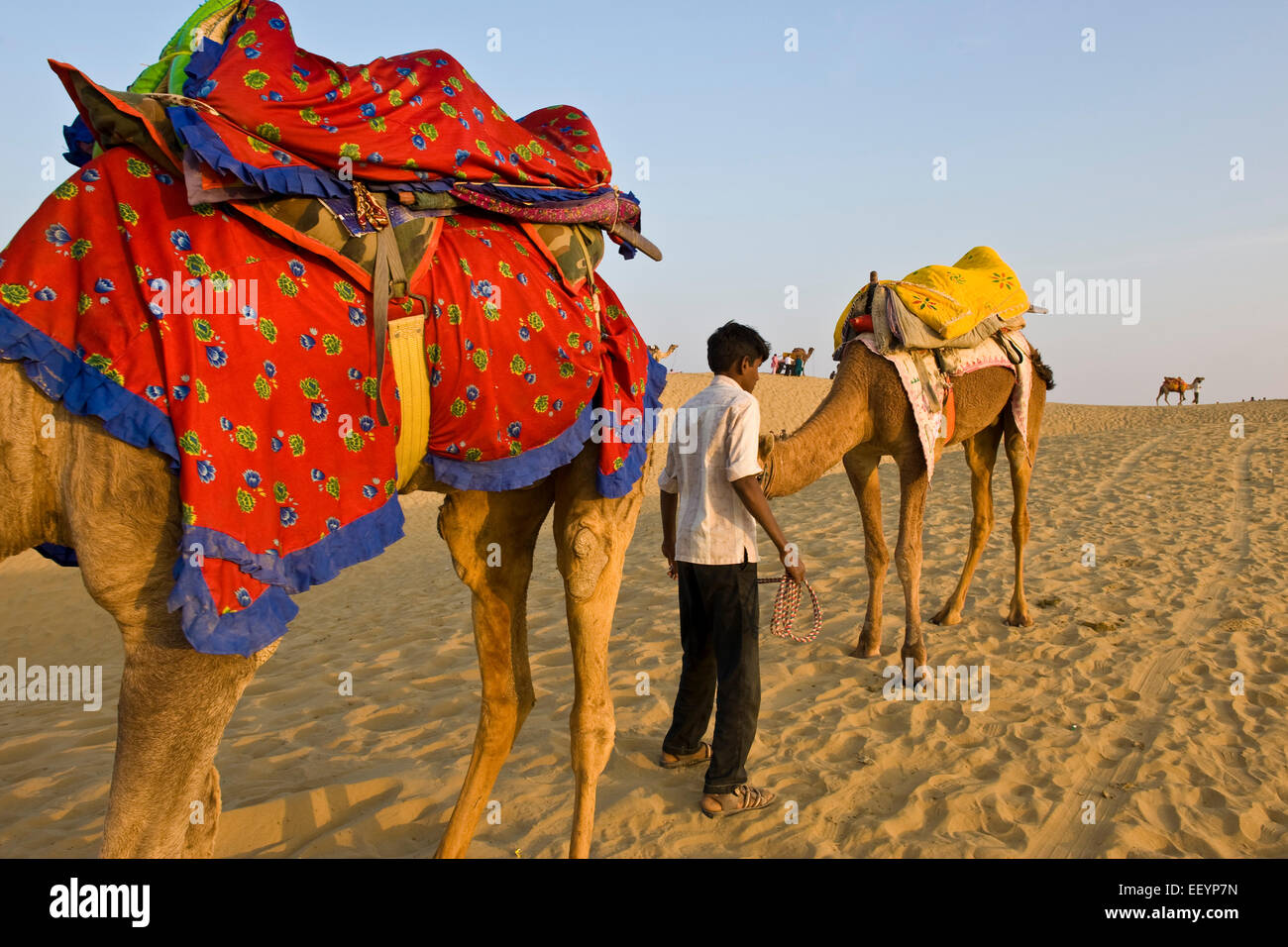 India, Rajasthan, Jaisalmer, Camel Ride Stock Photo - Alamy