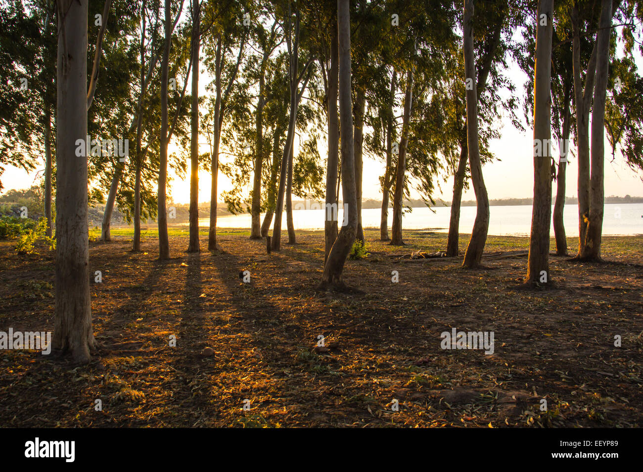 The Shadows, trees, sun, reflections, dawn Stock Photo - Alamy