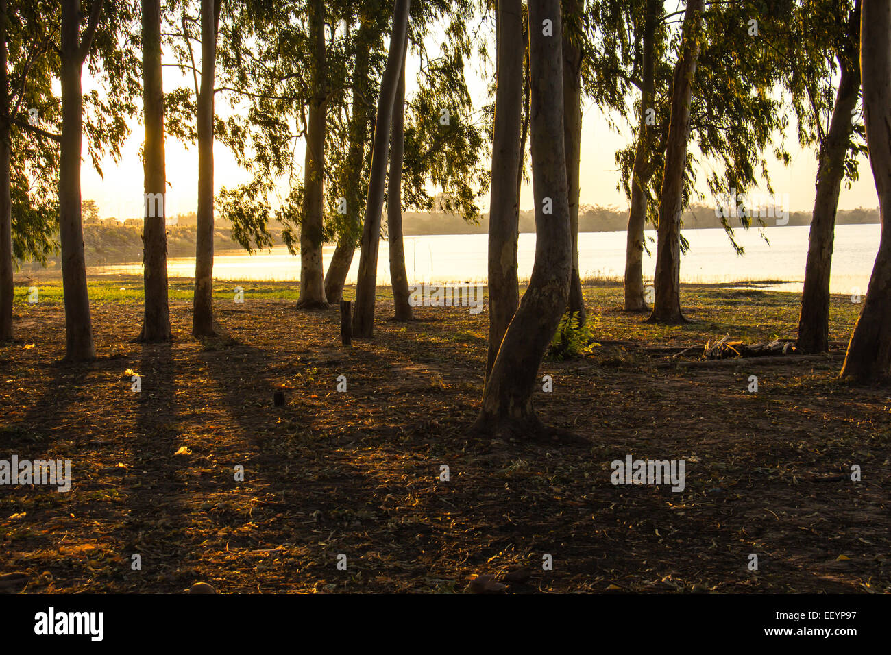 The Shadows, trees, sun, reflections, dawn Stock Photo - Alamy