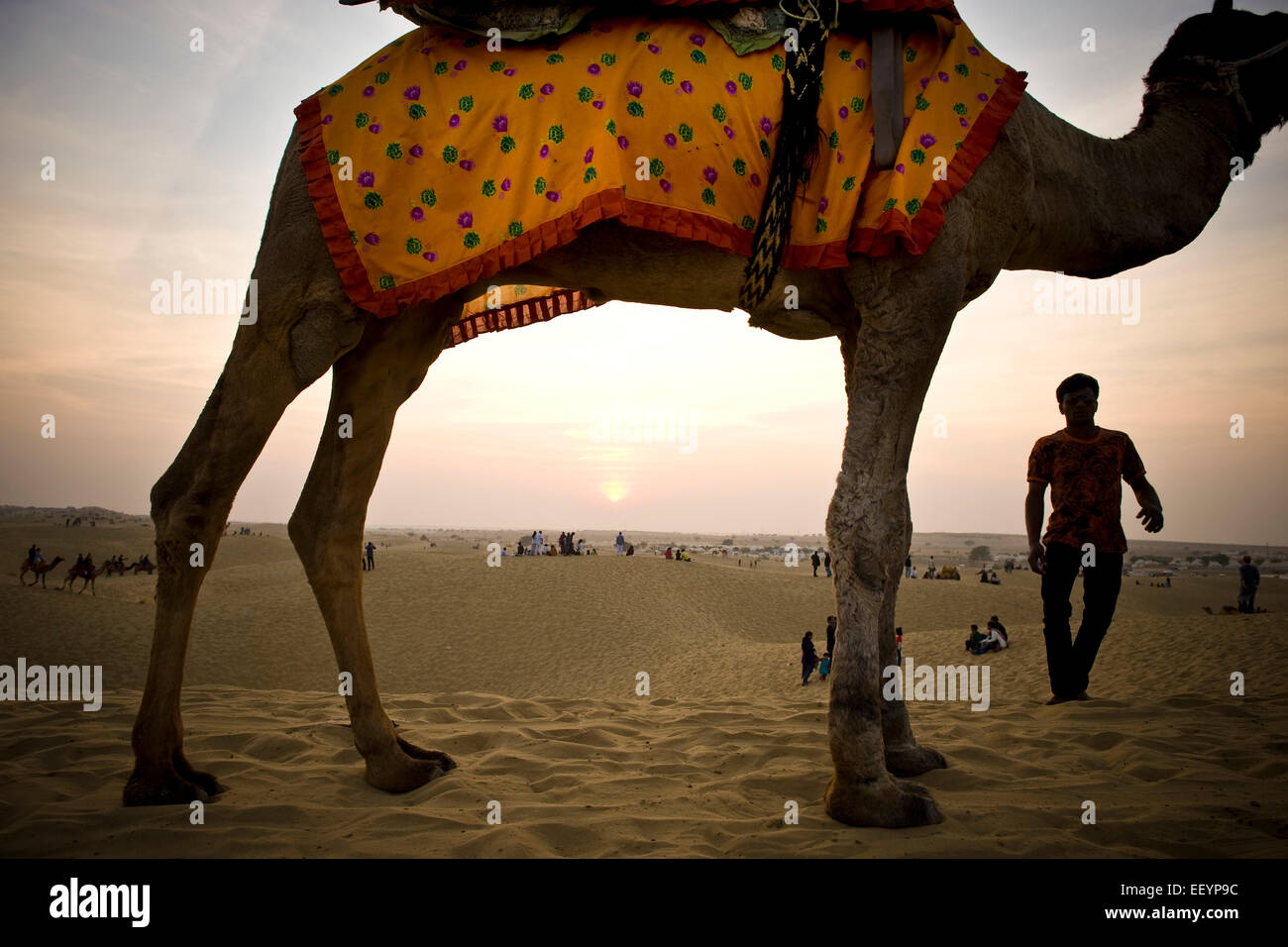 India, Rajasthan, Jaisalmer, Camel Ride Stock Photo - Alamy