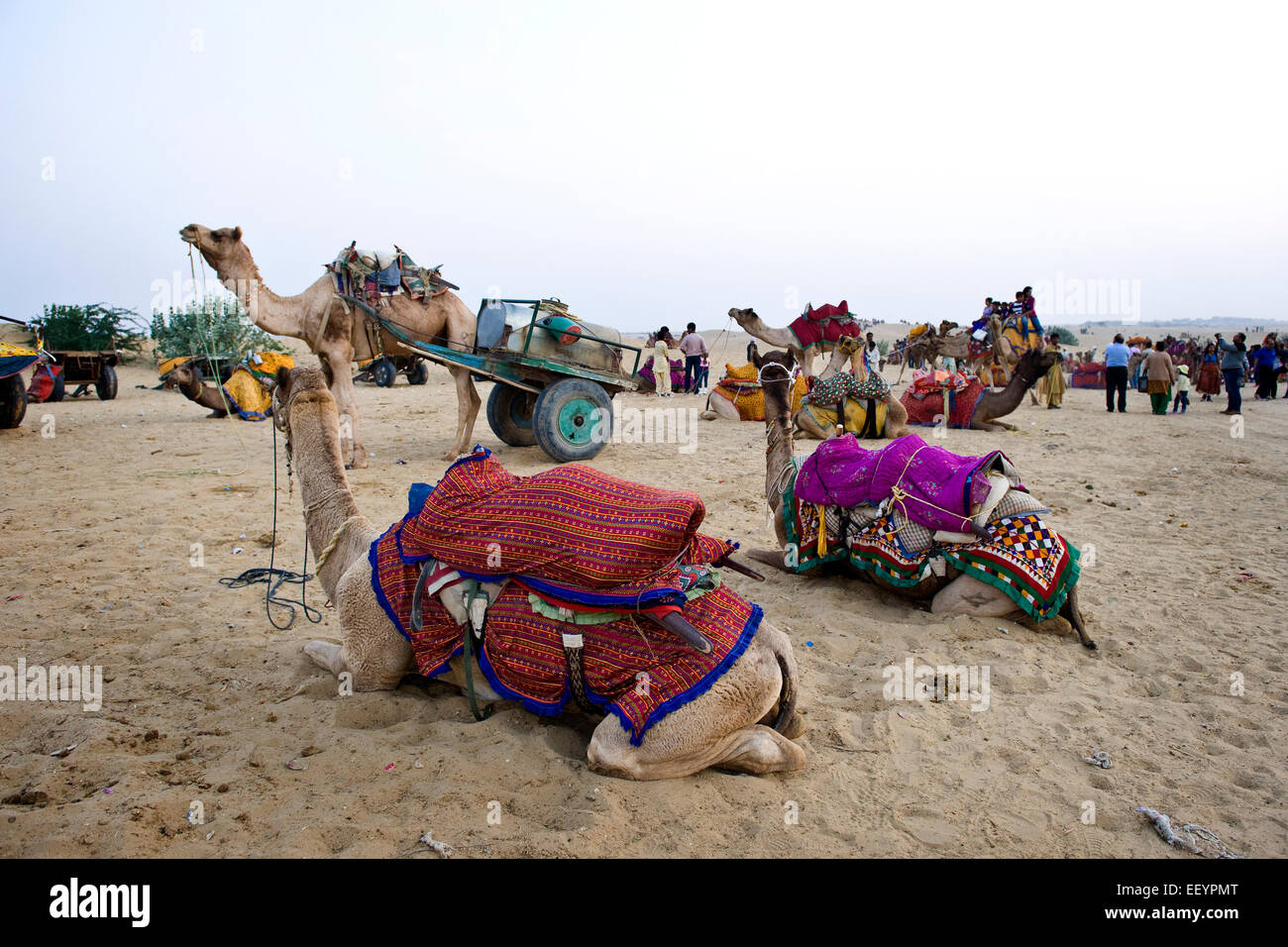 India, Rajasthan, Jaisalmer, Camel Ride Stock Photo - Alamy