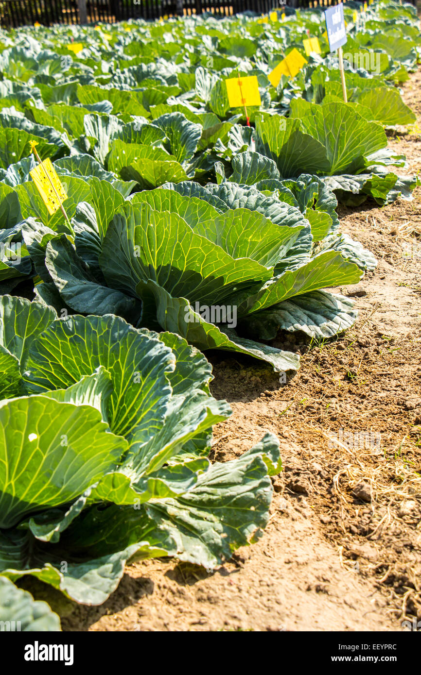 The Cabbage, Sort, green, safe, fresh, clean Stock Photo - Alamy