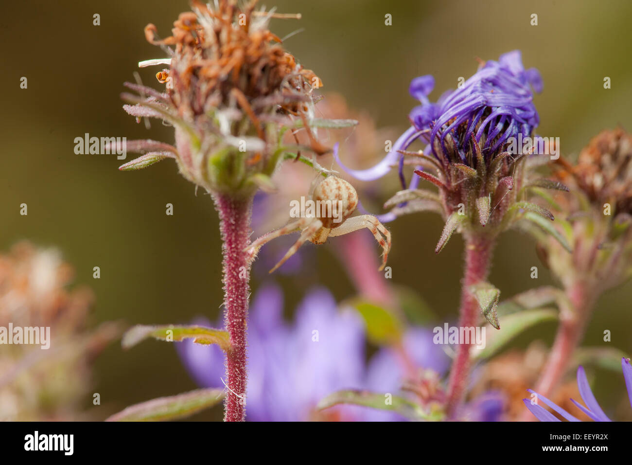 spider color flower macro Stock Photo - Alamy