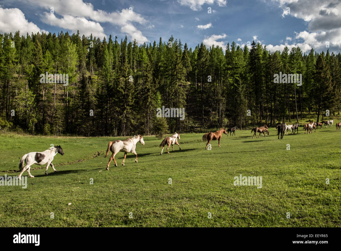 Flathead lake montana salish hi-res stock photography and images - Alamy