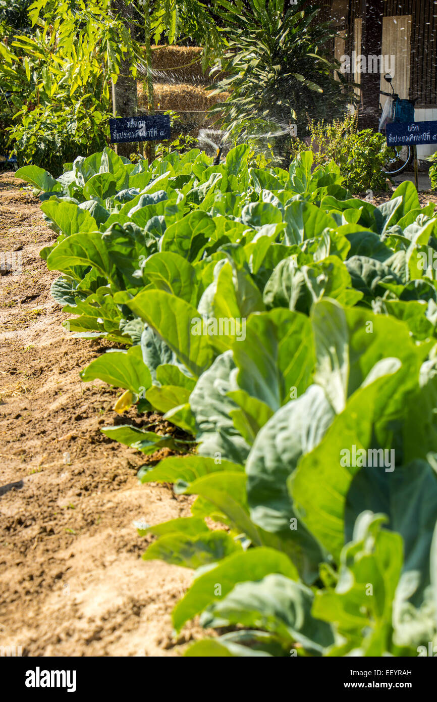 The Cabbage, Sort, green, safe, fresh, clean Stock Photo - Alamy