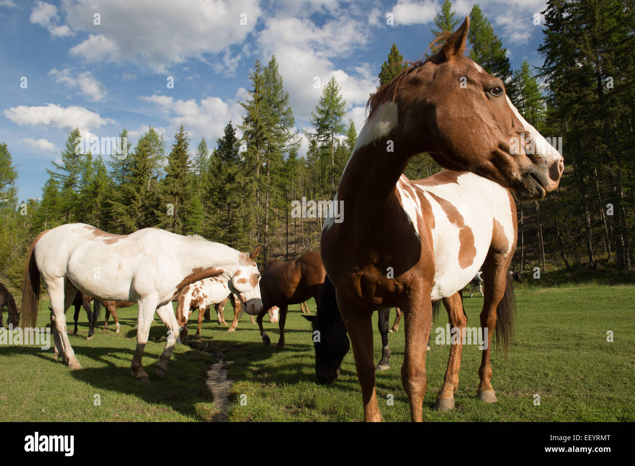 Flathead lake montana salish hi-res stock photography and images - Alamy