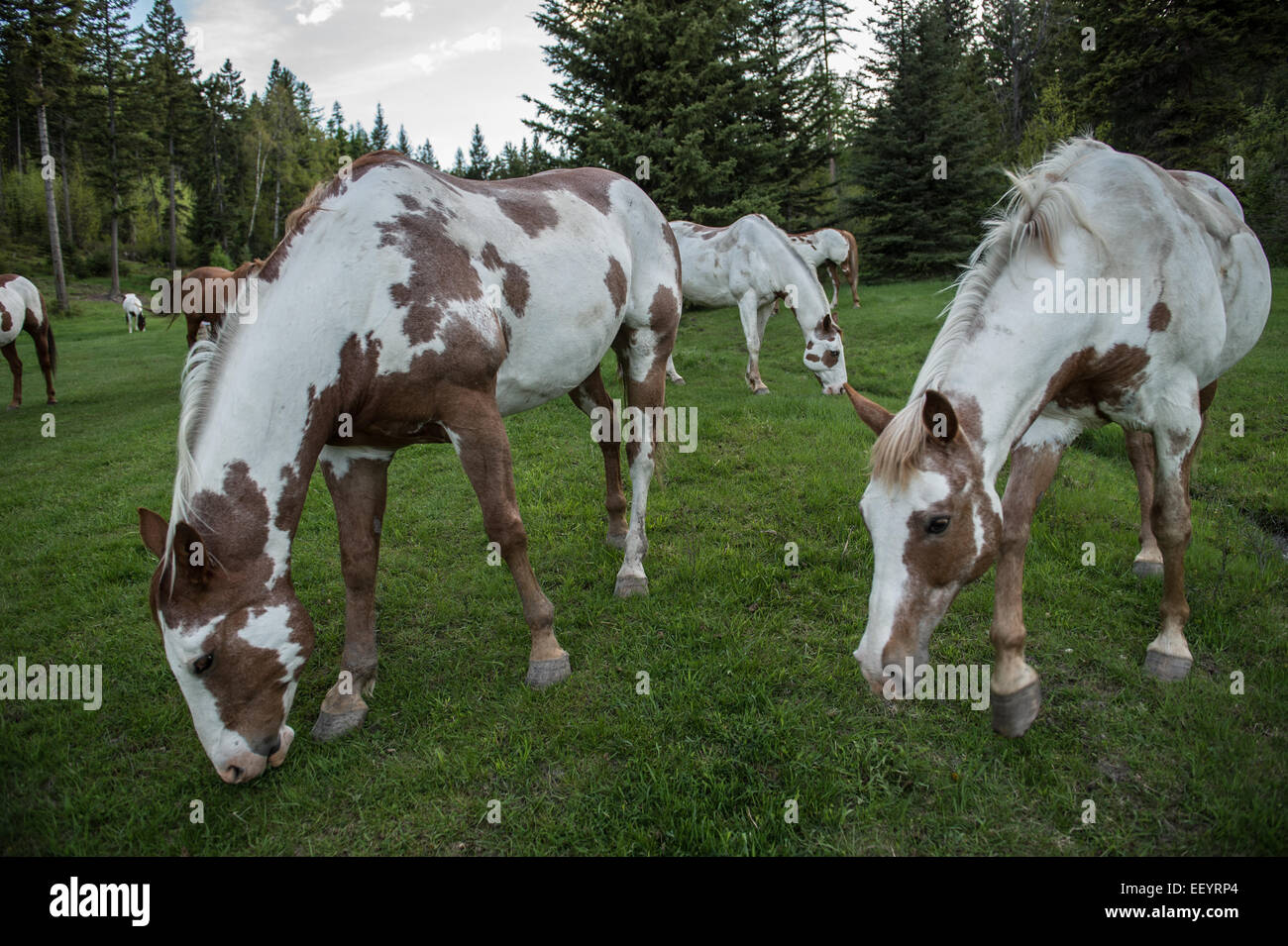 Flathead lake montana salish hi-res stock photography and images - Alamy