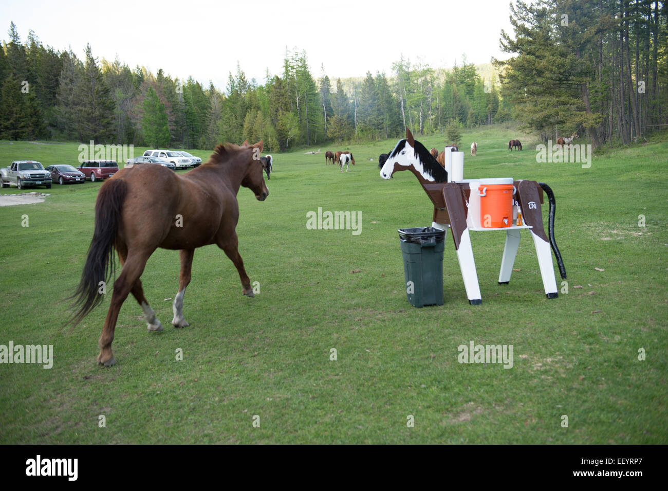 Flathead lake montana salish hi-res stock photography and images - Alamy