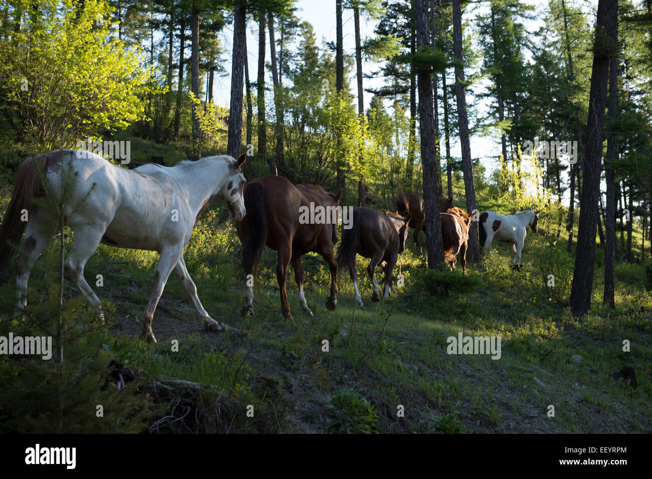Flathead lake montana salish hi-res stock photography and images - Alamy